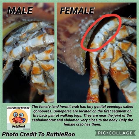 Best 11 How To Sex Superworm Beetles Zophobas Morio Beetles The Difference Between Male And