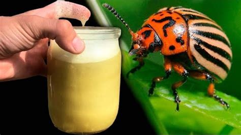 Как Избавится за 2 Минуты от КОЛОРАДСКОГО ЖУКА на Картошке