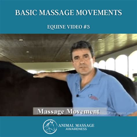 Equine Video 3 Basic Massage Movements Animal Massage Awareness