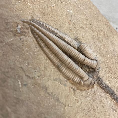 Geoclassics Fossil Crinoid ~ Parascytalocrinus Validus ~ Indiana Usa
