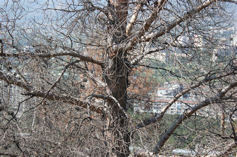 თბილისის მერიის გარემოს დაცვის საქალაქო სამსახური