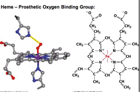 Chapter 5 5 1 Myoglobin And Hemoglobin Oxygen Binding Proteins Flashcards Quizlet
