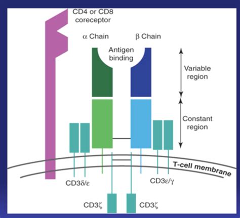 T Cell Adaptive Immunity Flashcards Quizlet