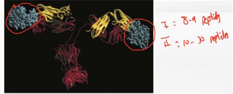 Antigen Capture And Recognition Flashcards Quizlet