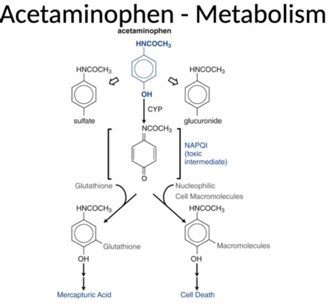 Apap Toxicity Management Flashcards Quizlet