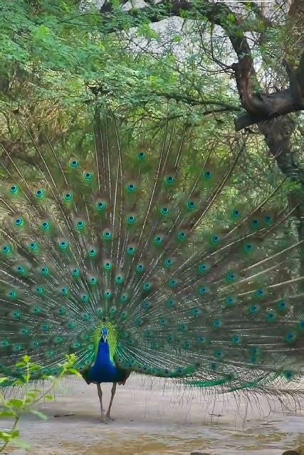 Beautiful Peacocks Youtube Beautiful Peacocks Youtube