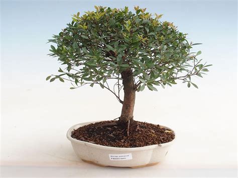 How To Care For Syzygium Paniculatum Bonsai Brush Cherry Bonsai