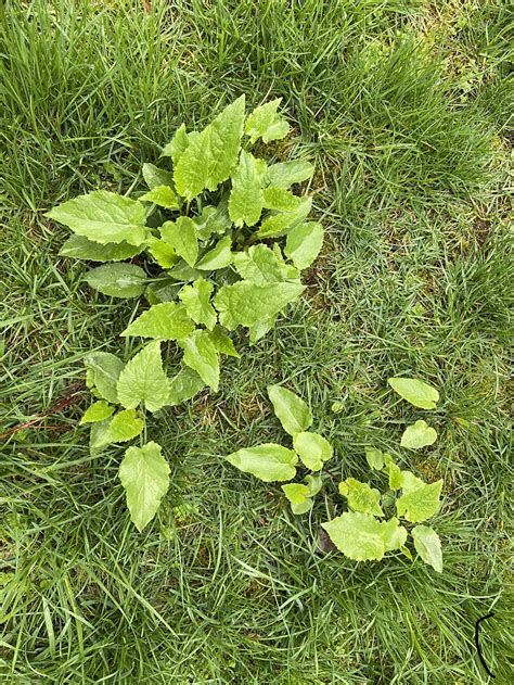 More Weeds Than Grass What To Do Page 359 Forums