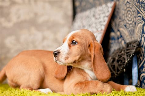 20 Unreal Cocker Spaniel Cross Breeds You Have To See To Believe Page