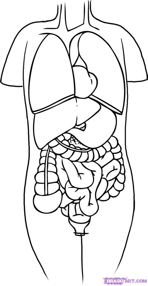 Human Organs Diagram Blank