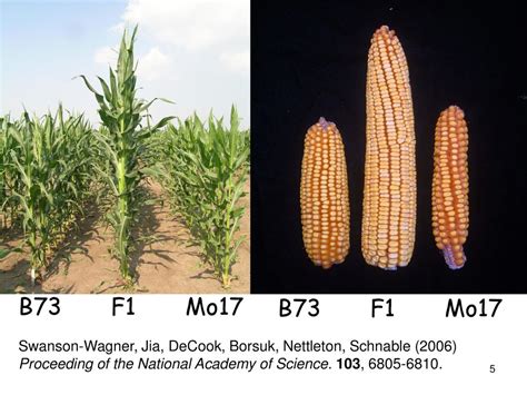 Example Gene Expression Experiments Ppt Download