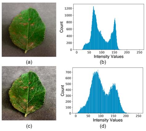 Efficient Identification Of Apple Leaf Diseases In The Wild Using
