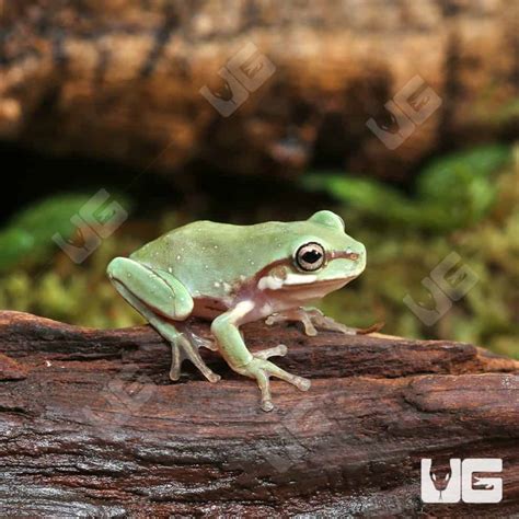 Baby Australian Dumpy Tree Frog For Sale Underground Reptiles