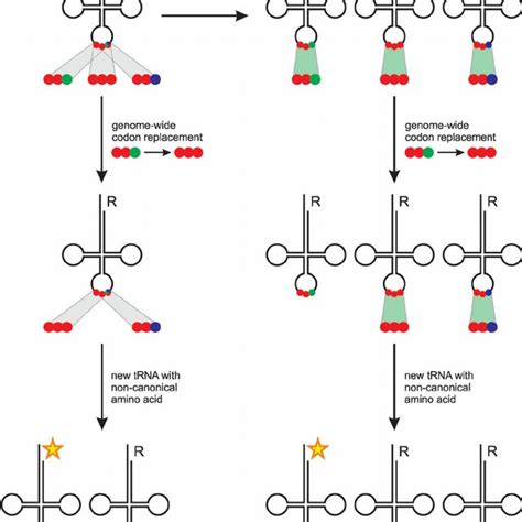 Type Iis Restriction Enzymes Allow Efficient Dna Assembly The Basic Download Scientific