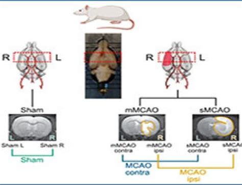 Notes On Single Cell Rna Seq Reveals Dynamic Random Monoallelic Gene Expression In Mammalian