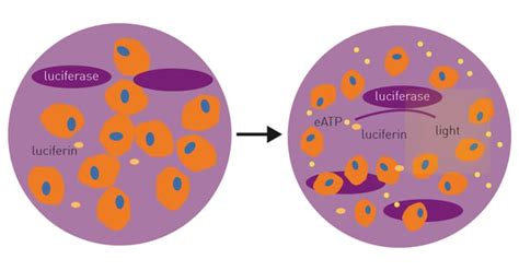 Extracellular Atp Measurement In Living Cells Bmg Labtech