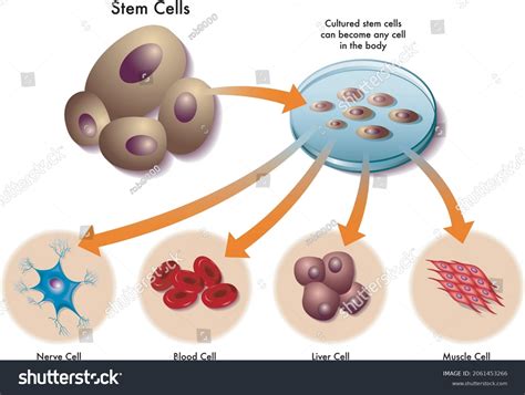 2 166 Functions Stem Images Stock Photos Vectors Shutterstock