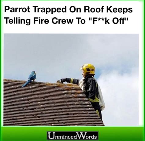 Parrot Trapped On Roof Keeps Telling Fireman To Fuck Off Unminced Words