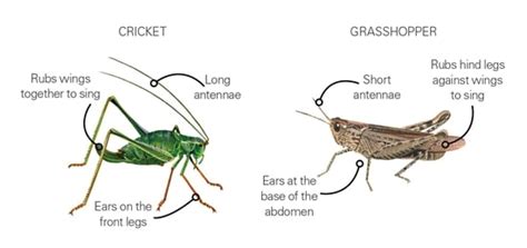 Locust Grasshopper Key Differences Pros Cons 49 Off Locust Grasshopper Key Differences Pros Cons 49 Off