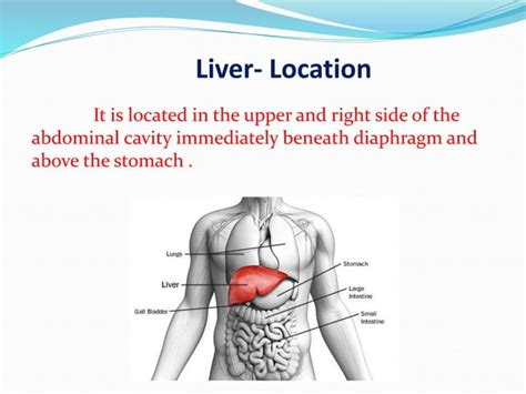 Structure And Functions Of Liver Pptx