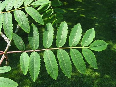 Sorbus Aucuparia Alchetron The Free Social Encyclopedia