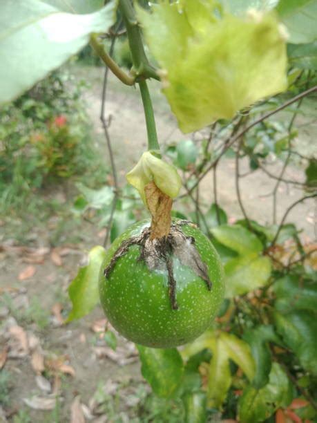 850 Passion Fruit Tropical Fruit Tropical Climate Indonesia Stock