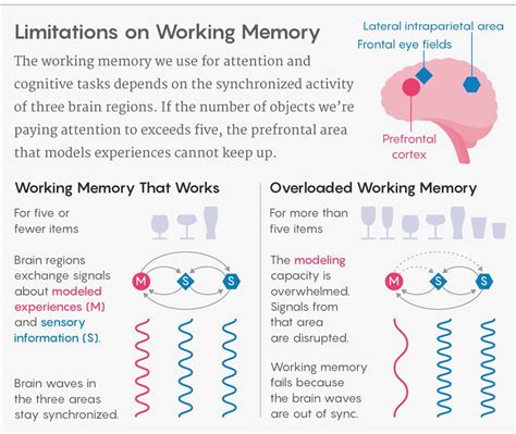 When Overtaxed Working Memory Knocks Your Brain Out Of Sync Wired