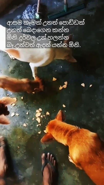 උනුන් පරයා නැගෙන කඳු වෙන්න දෙන්නේ නෑ එයාලට Youtube