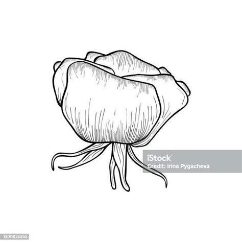 흰색 고립 된 배경에 장미 꽃의 손으로 그려진 꽃 봉오리 흑백 그래픽 스타일로 일러스트레이션 그것은 직물 종이 및 기타 표면의