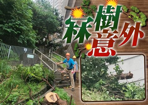 大圍修樹男工連樹椏從10米高墮地 腳部骨折送院｜即時新聞｜港澳｜oncc東網