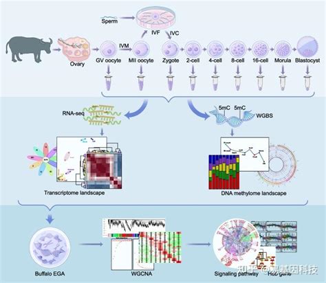 易基因 植入前胚胎的全基因组dna甲基化和转录组分析揭示水牛胚胎基因组激活进展：项目文章 知乎