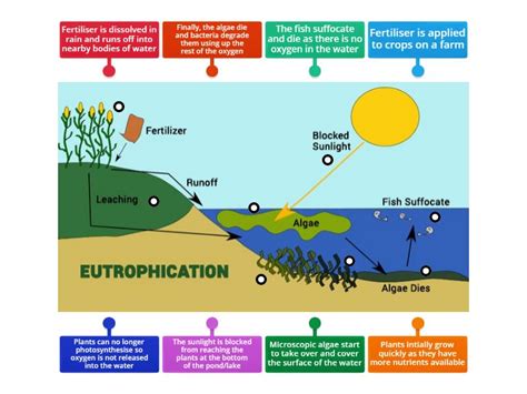 Eutrophication Diagram Ces Labelled Diagram