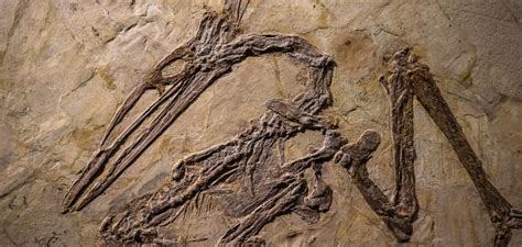 Antarctica Yields Fossils Of Giant Birds With 21 Foot Wingspans