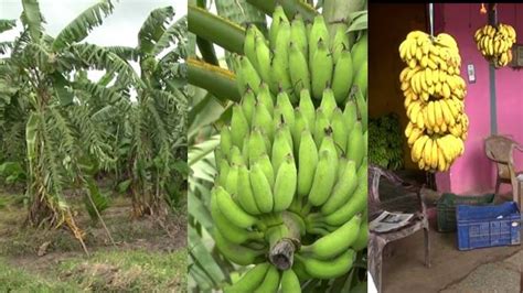 ಬಾಳೆ ಇಳುವರಿಗೆ ಹೊಡೆತ ಬಿದ್ರು ಬಂಪರ್ ದರ ಏಲಕ್ಕಿ ಬಾಳೆ ಕೆಜಿಗೆ ಎಷ್ಟು ಗೊತ್ತಾ