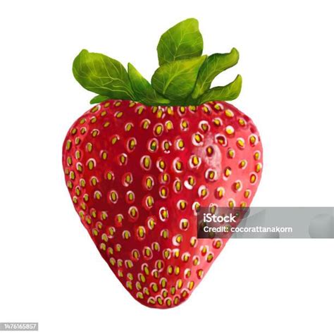 흰색 배경에 신선한 딸기를 위한 수채화와 그림 과일과 야채 그림의 디지털 그림입니다 지역 식품 개념입니다 딸기에 대한 스톡 벡터