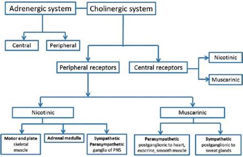 The Cholinergic System Cholinergic Synapses Are Present In The Central Nervous System Cns