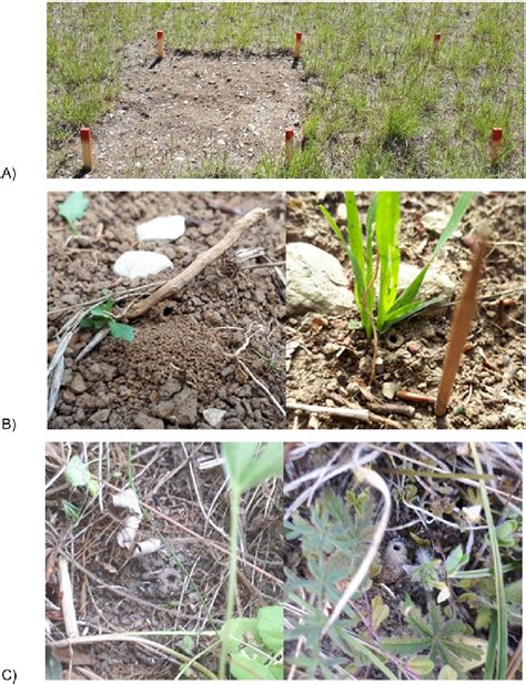 A Experimental Set Up Of The Plots On The Left Side The Experimental Download Scientific