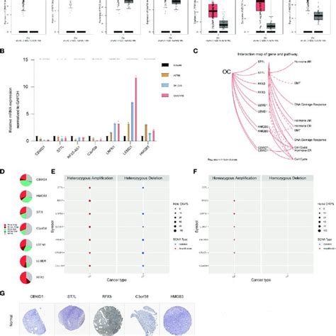 expression pattern validation and relevant biological functions of hub