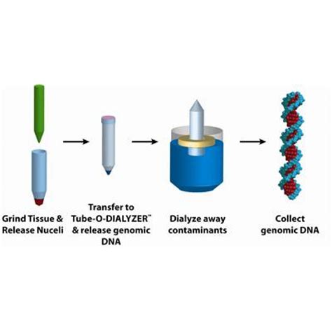 Genomic DNA Extraction From Yeast And Fungal Samples