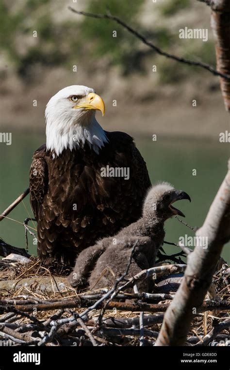 Bald Eagle Eagle Bird Young Adult Haliaeetus Leucocephalus Nesting