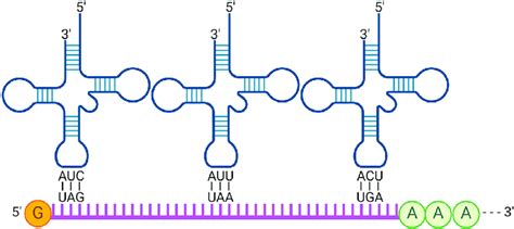 A Scheme For Base Pairing Between Anticodons And Codons Engineered