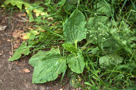 How To Plant Plantain At Krystal Russell Blog