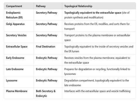Lecture 16 Protein Trafficking Sorting And Secretion Flashcards Quizlet