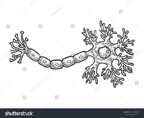275 Afbeeldingen Voor Neuron Schematic Afbeeldingen Stockfoto‘s En