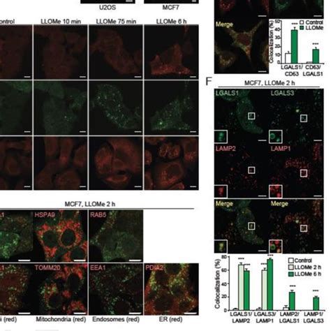 Galectin Puncta Assay Is Suitable For Automated Analysis Of Lmp A And Download Scientific