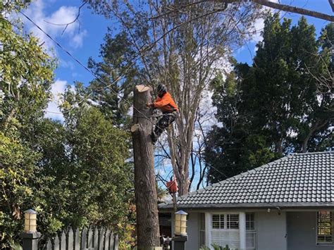 Hi Quality Tree Services Professional Tree Removal Sydney NSW