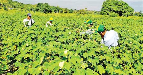 ပွင့်ဖြူမြို့နယ်၌ မိုးရာသီစိုက် ချည်မျှင်ရှည်ဝါသီးနှံ ဧက ၅၈၀၀ ကျော် သိမ