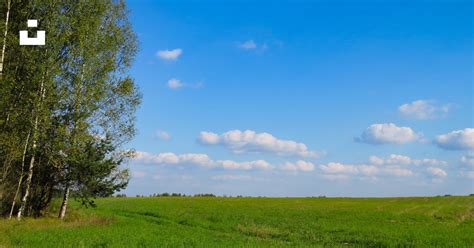 잔디밭 근처의 나무 사진 Unsplash의 무료 파랑 이미지
