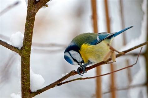 Le Lyc E Jacam Refuge Pour Oiseaux Auxerre Tv