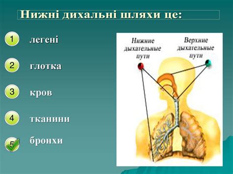 Презентація до уроку біології у 8 класі Органи дихання Нижні дихальні